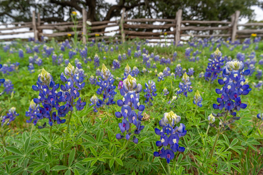 Texas Debt Relief Programs | ClearOne Advantage